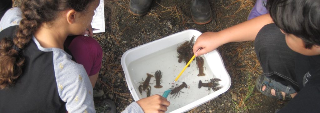Crayfish Monitoring – White River Partnership